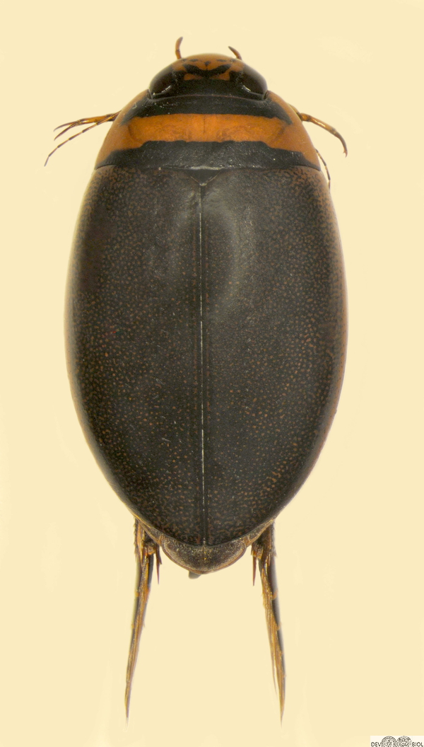 Factsheet - Graphoderus austriacus