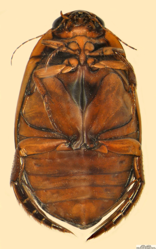 Factsheet - Graphoderus austriacus