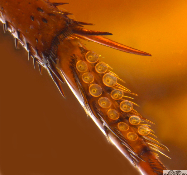 Factsheet - Graphoderus bilineatus