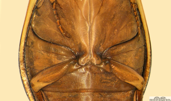 Factsheet - Graphoderus bilineatus