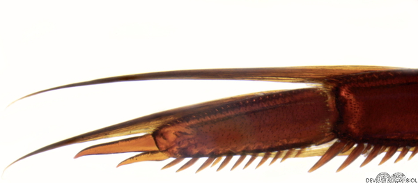 Factsheet - Graphoderus bilineatus