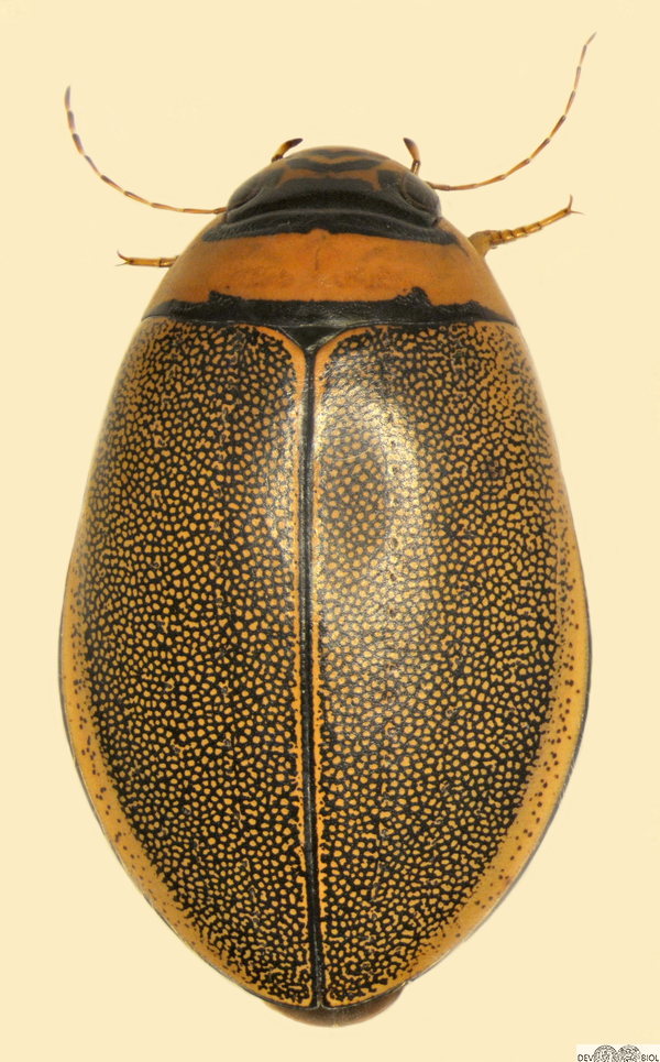 Factsheet - Graphoderus bilineatus