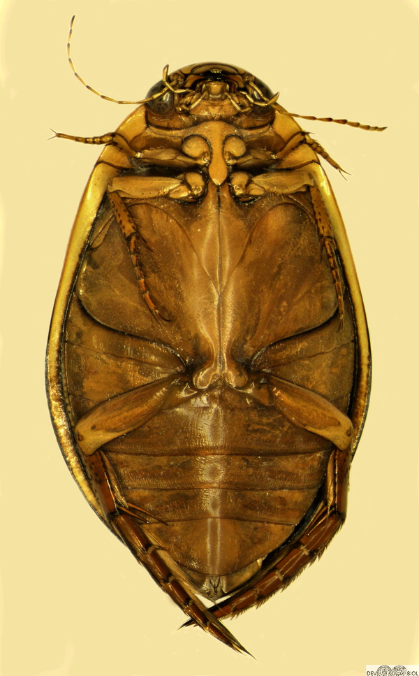 Factsheet - Graphoderus bilineatus