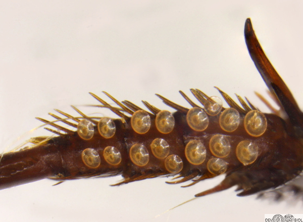 Factsheet - Graphoderus zonatus