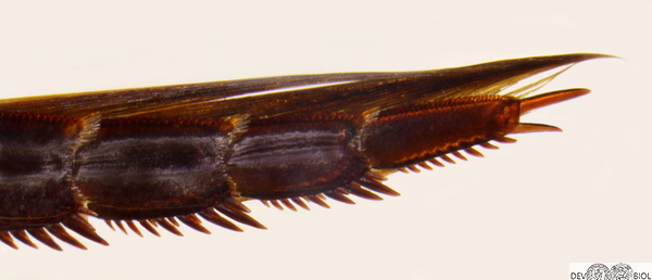 Factsheet - Graphoderus zonatus