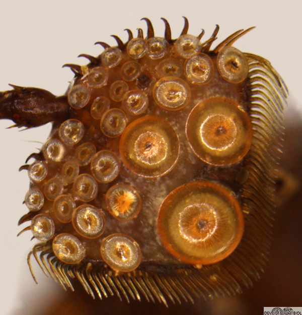 Factsheet - Graphoderus zonatus