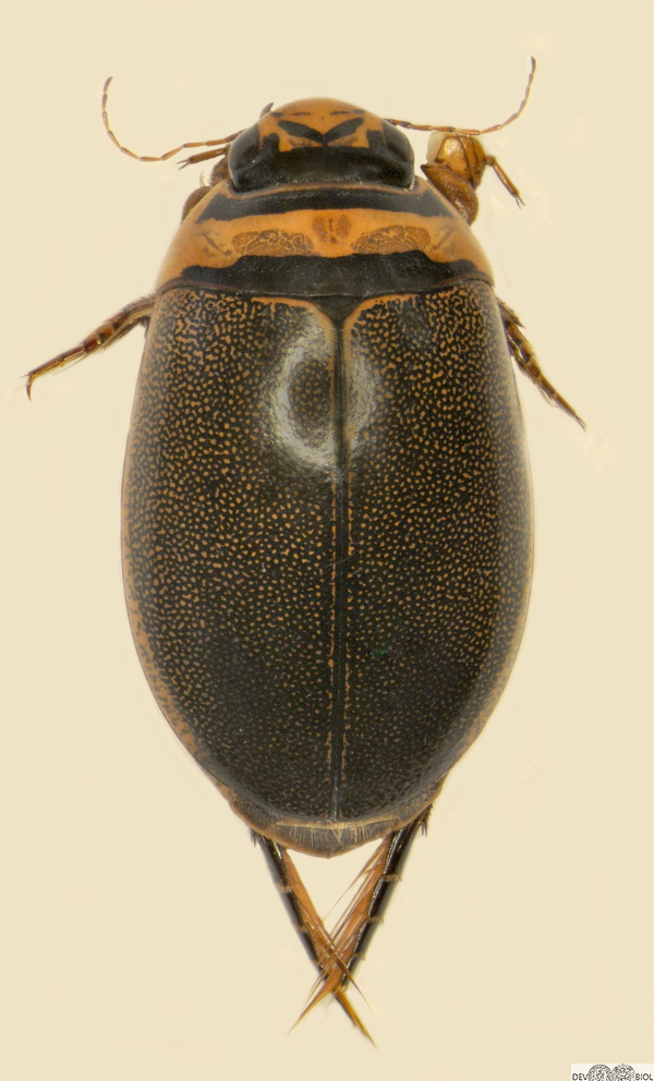Factsheet - Graphoderus zonatus