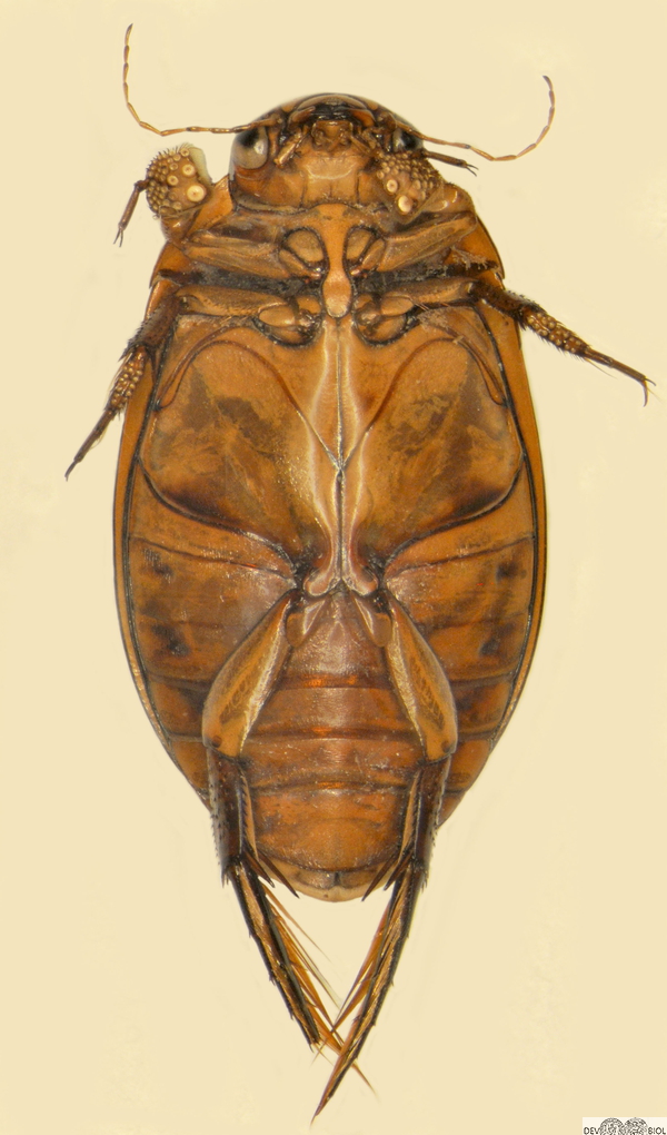 Factsheet - Graphoderus zonatus