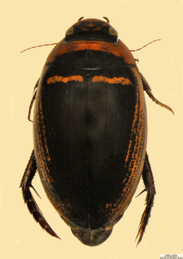 Factsheet - Hydaticus transversalis