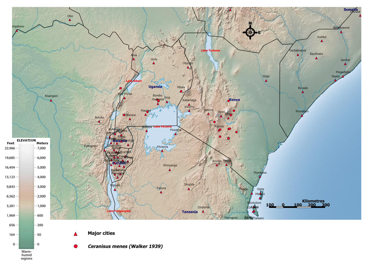 Factsheet - Ceranisus menes